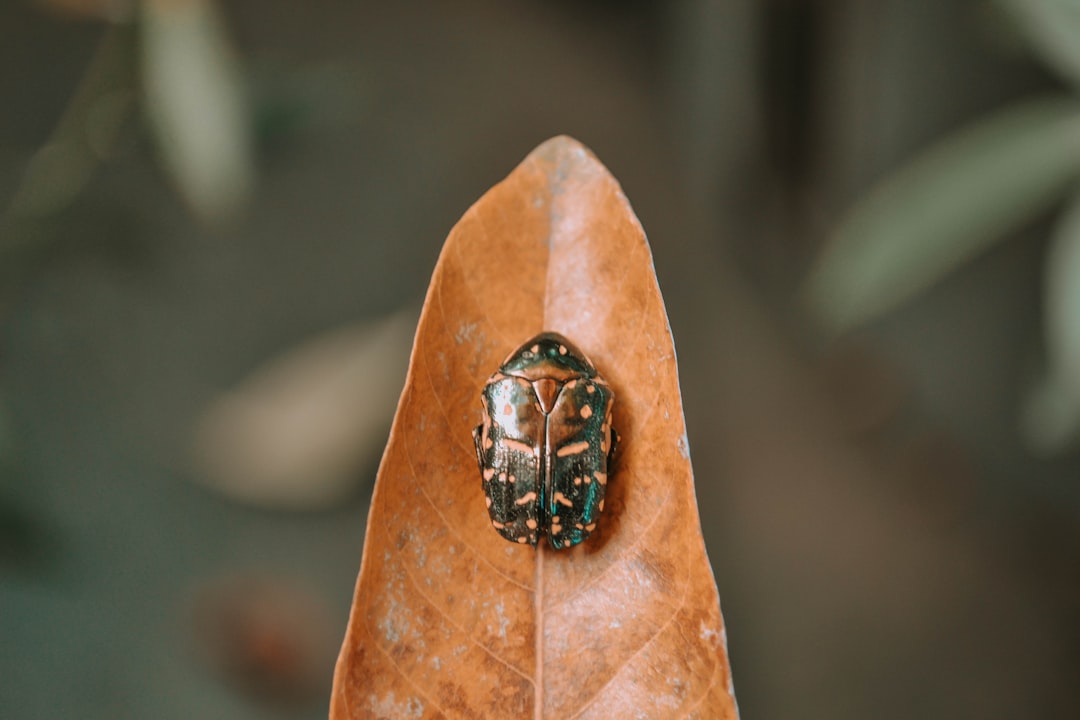 Guardians of history: ensuring authenticity in Templar relic ...
